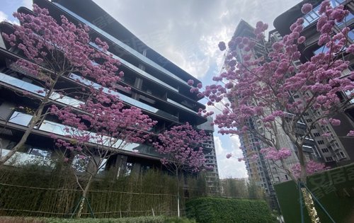 保利天珺·荔湾动态:天珺紫荆花开，春天的感觉。-广州安居客